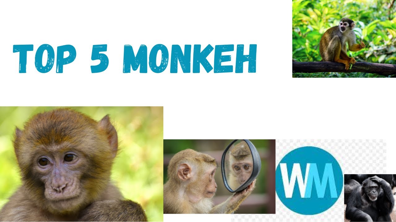top 5 monkeh - YouTube