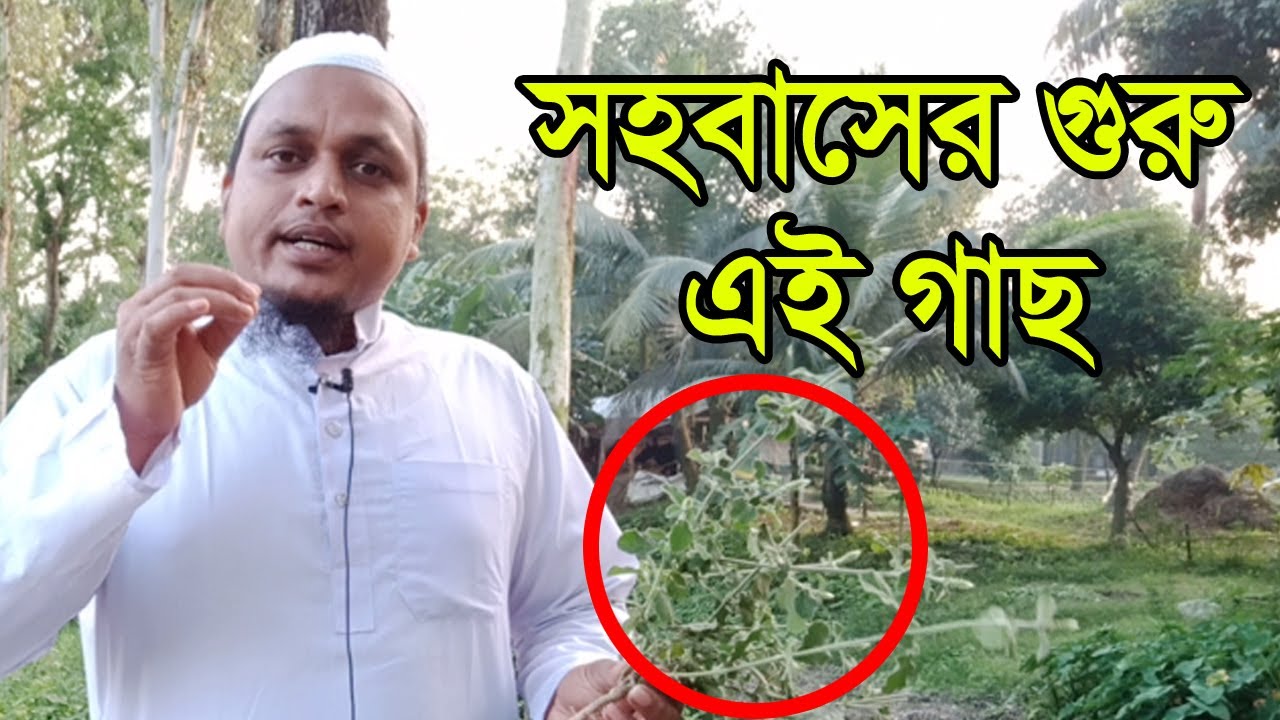 hatisur tree health benefits you can try for life style | village find ...