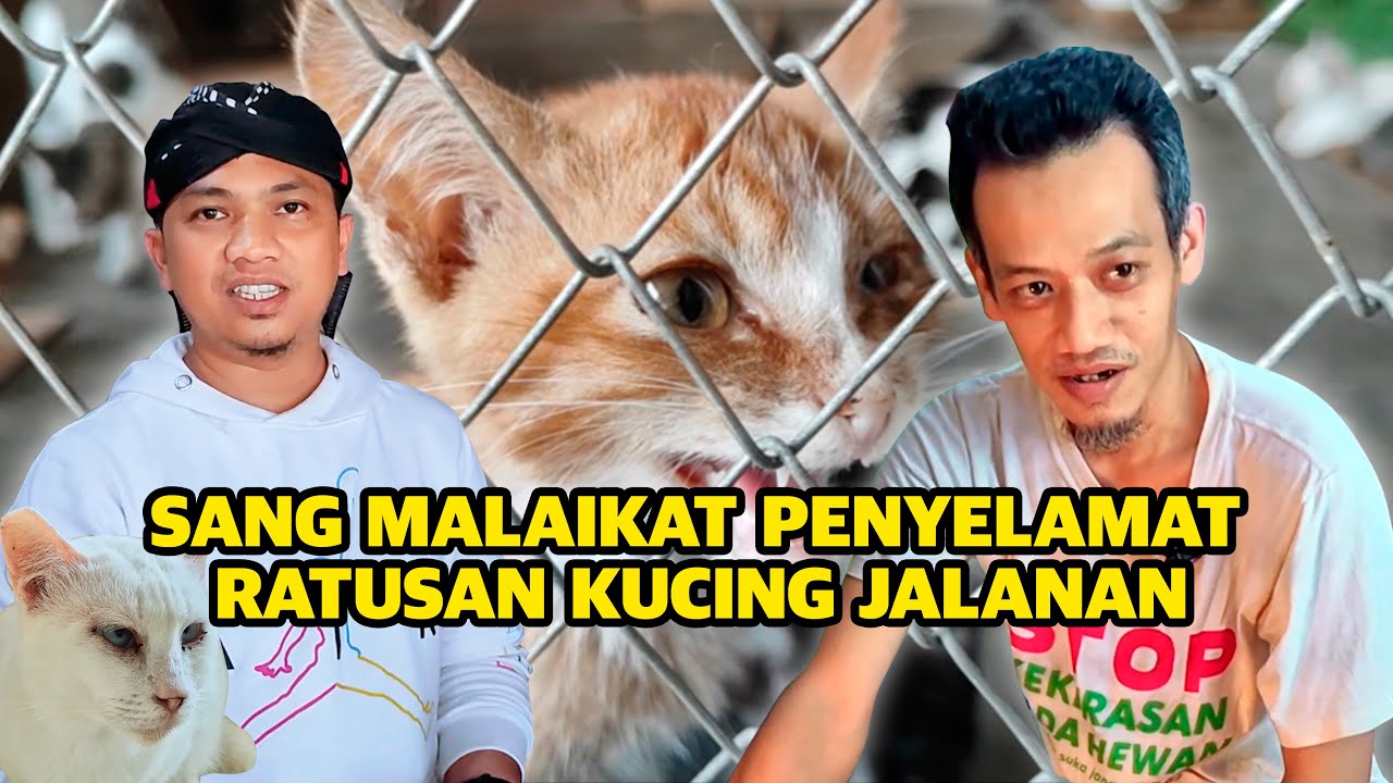 NGUCING - Sang Penyelamat Ratusan Kucing Jalanan!! Ada Kucing yang di ...