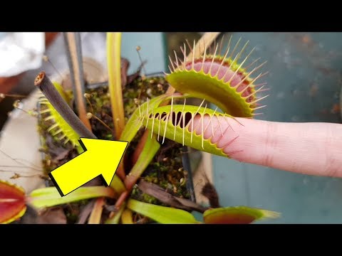 Var Olduğuna İnanmayacağınız 10 İlginç Bitki Türü