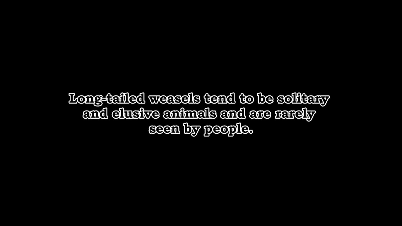 The Long-tailed weasel in Haywood Knolls, Hendersonville, NC. - YouTube