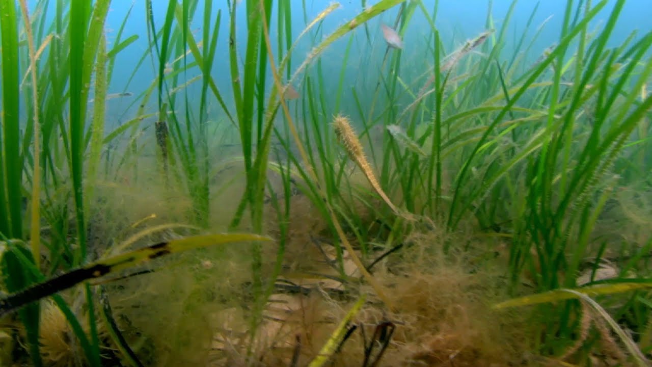 Introduction to Rewilding The Sea - YouTube