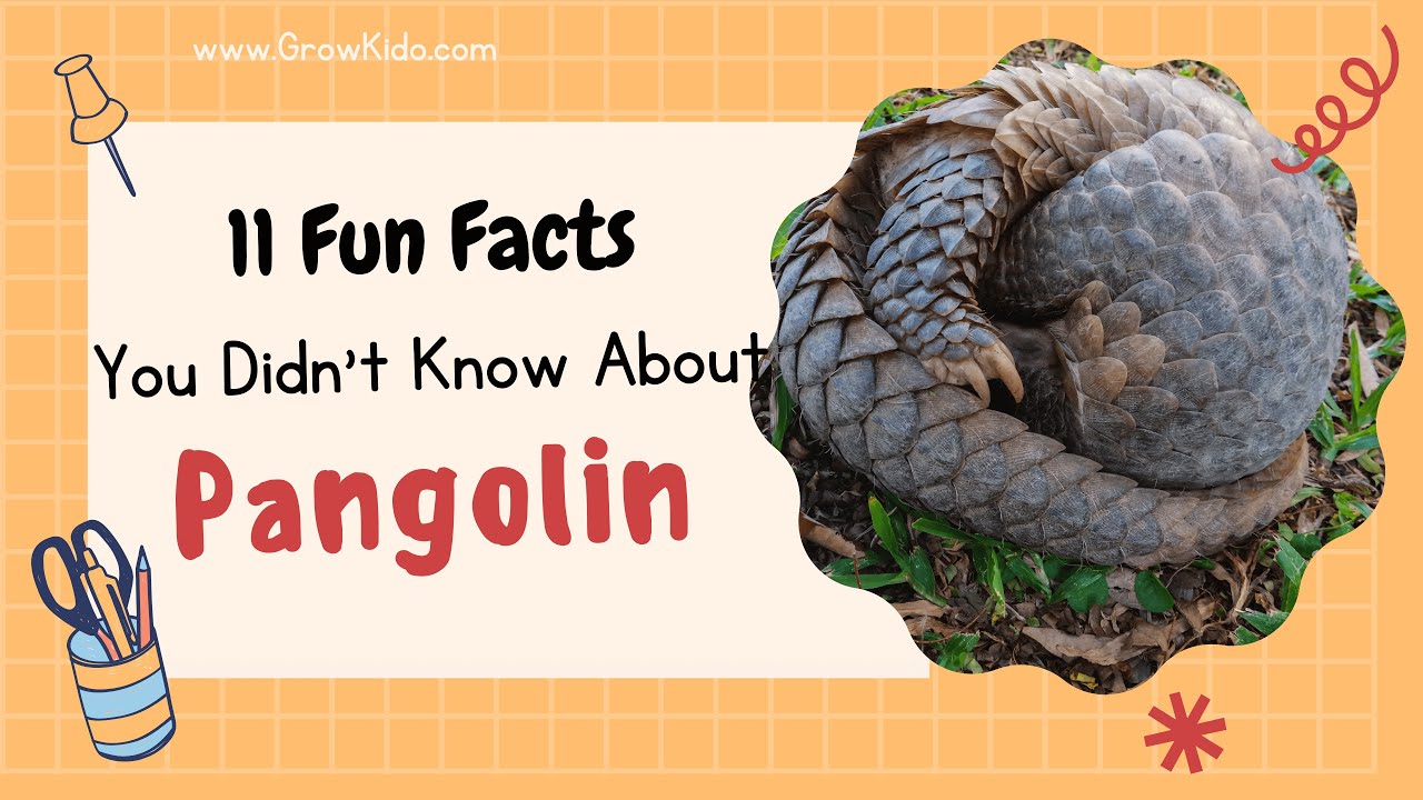 11 (New) Pangolins Facts You Didn't Know [Must Check #4] - YouTube