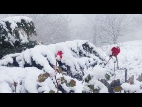 Soyuq hava kütlələri ölkəyə daxil olub