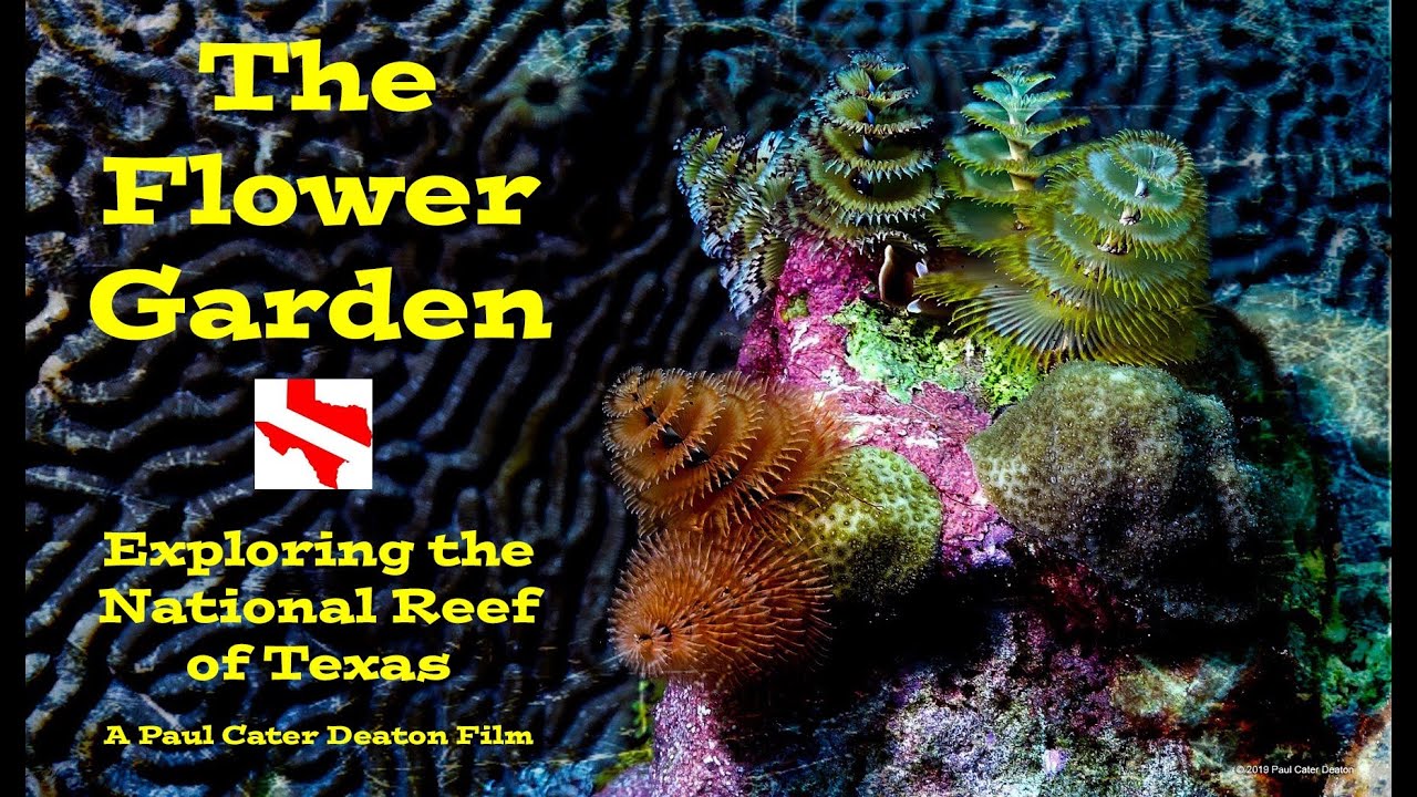 Flower Garden - Exploring the National Reef of Texas - YouTube