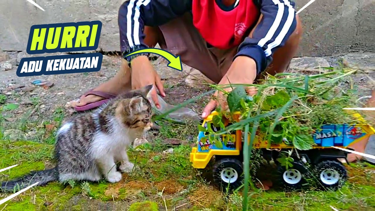 ANAK KUCING ADU KEKUATAN SAMA MOBIL MAINAN - YouTube