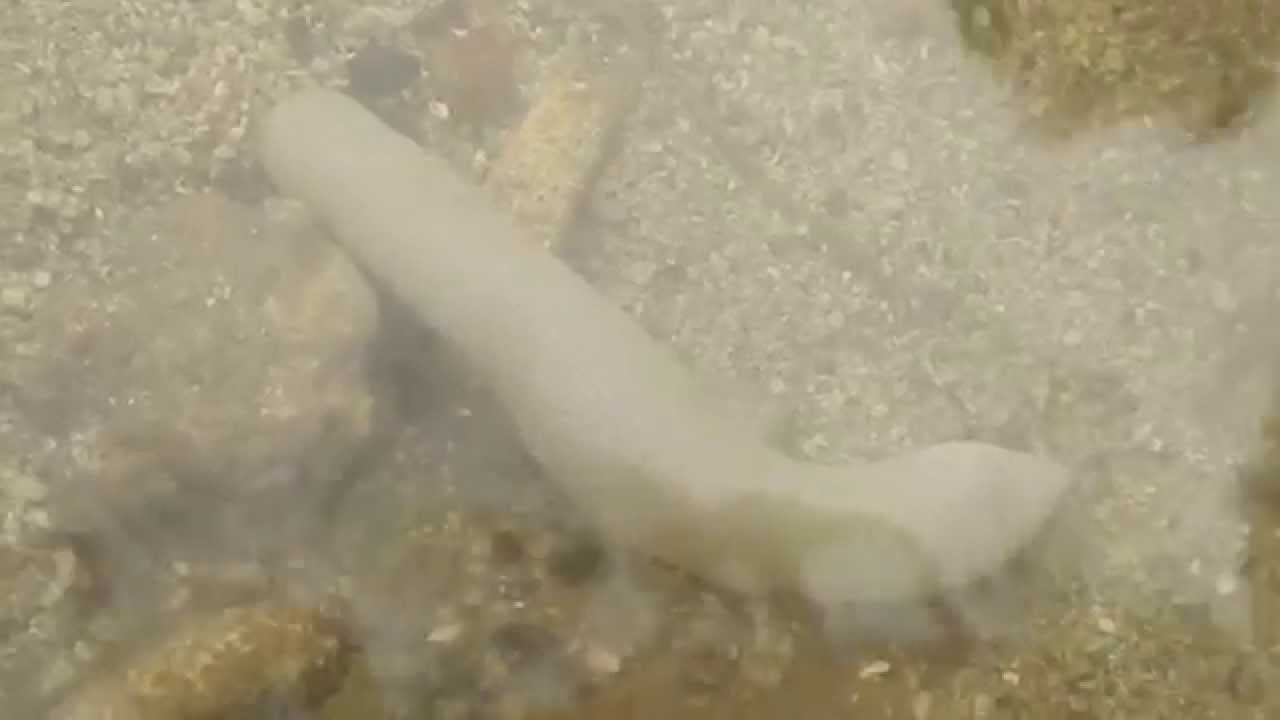 A Burrowing Peanut Worm - YouTube