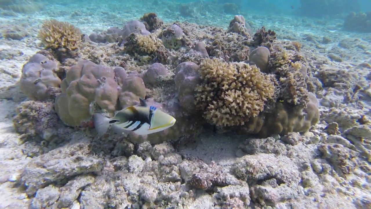 Picasso Triggerfish - YouTube