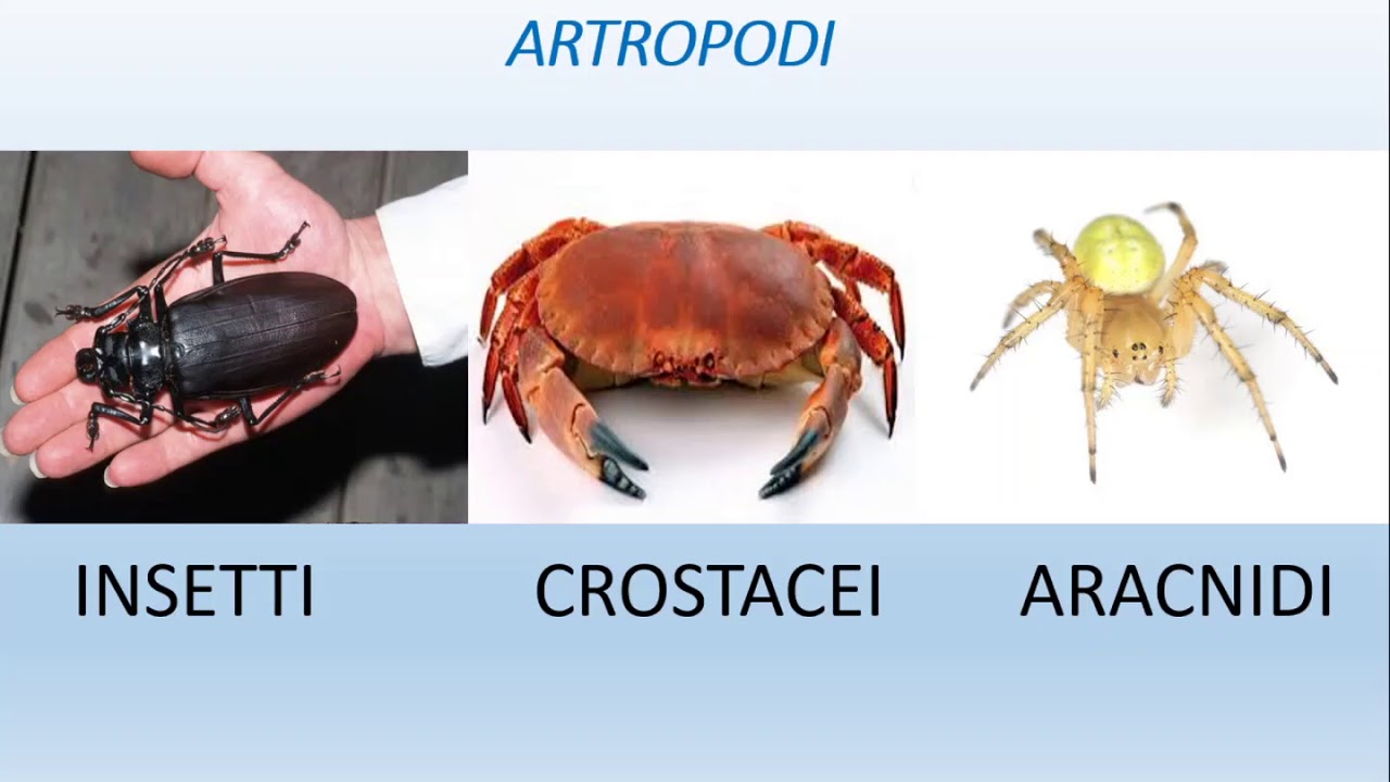 GLI INVERTEBRATI - PARTE 2 - III C - YouTube