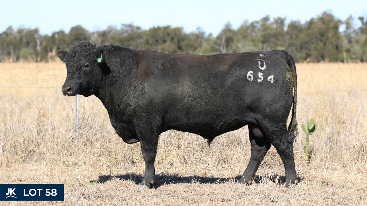 LOT 58 - ANGUS - JK CATTLE CO UNDER ARMOUR U654 - YouTube