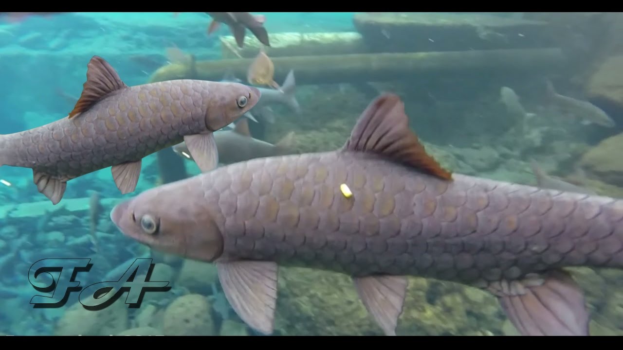 Underwater Biggest fish caught on camera Very Beautiful Fish on Blue ...