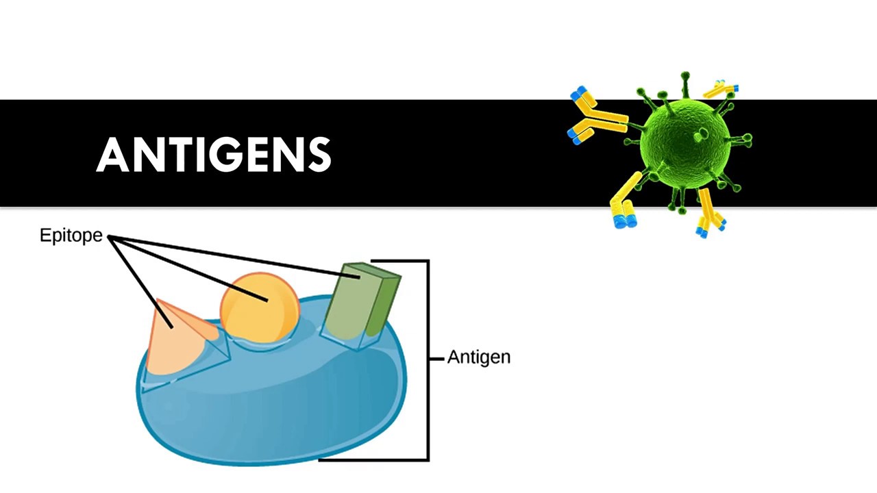 Immunology tutorials: Antigens: For NEET-PG, NEXT, USMLE , UKMLE, PLAB ...