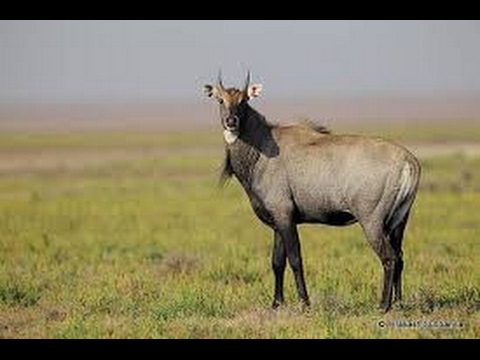 Neel Cow Looking Always surprise to watch human being - YouTube