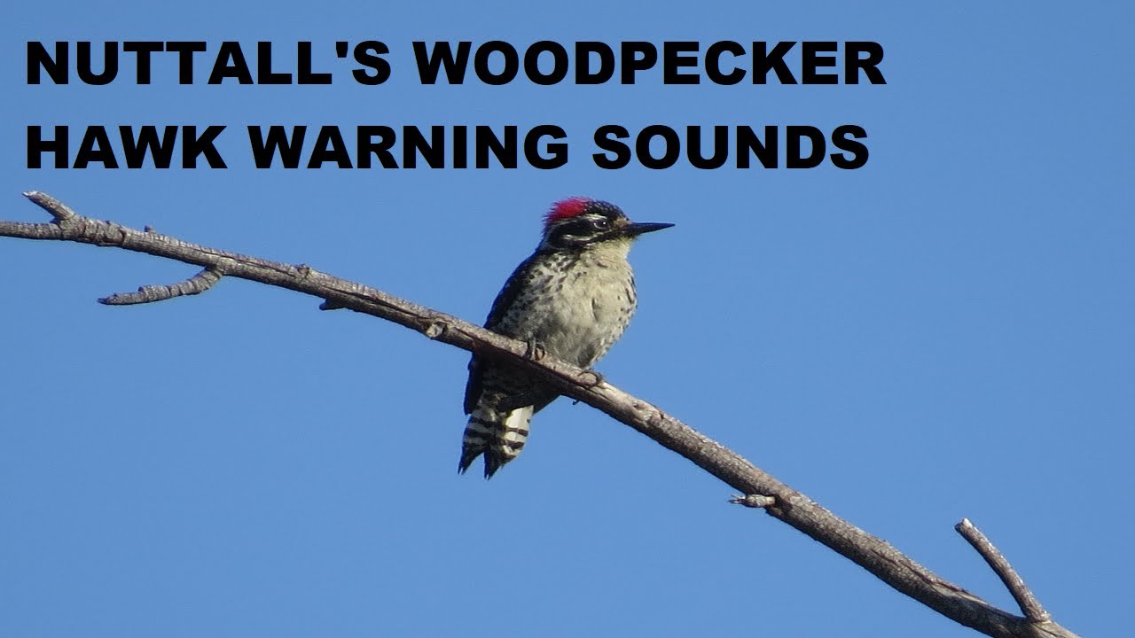 Nuttall's Woodpecker Hawk Warning Call ~ Hawk Alert Sound ~ Hawk Alarm ...