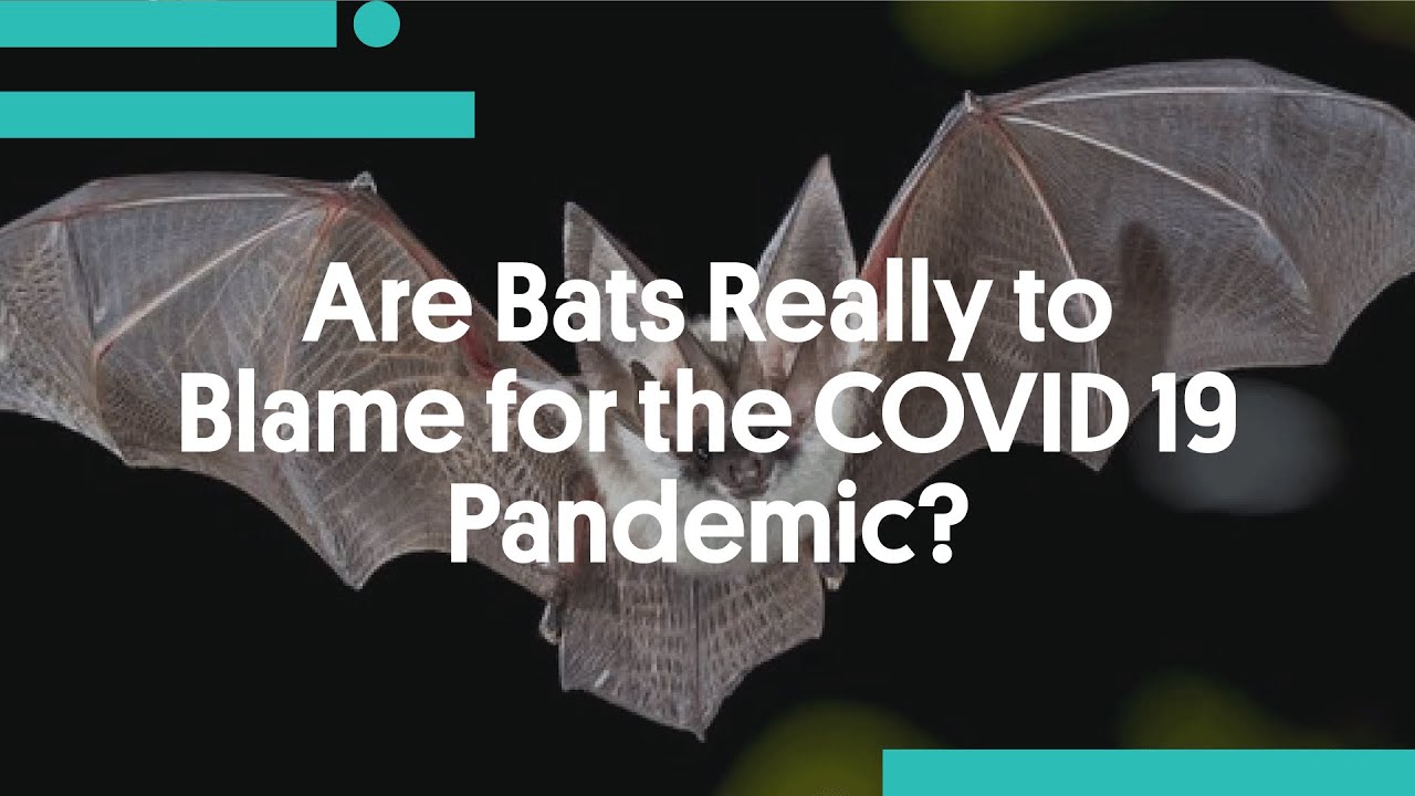 Are Bats Really to Blame for the COVID 19 Pandemic - YouTube