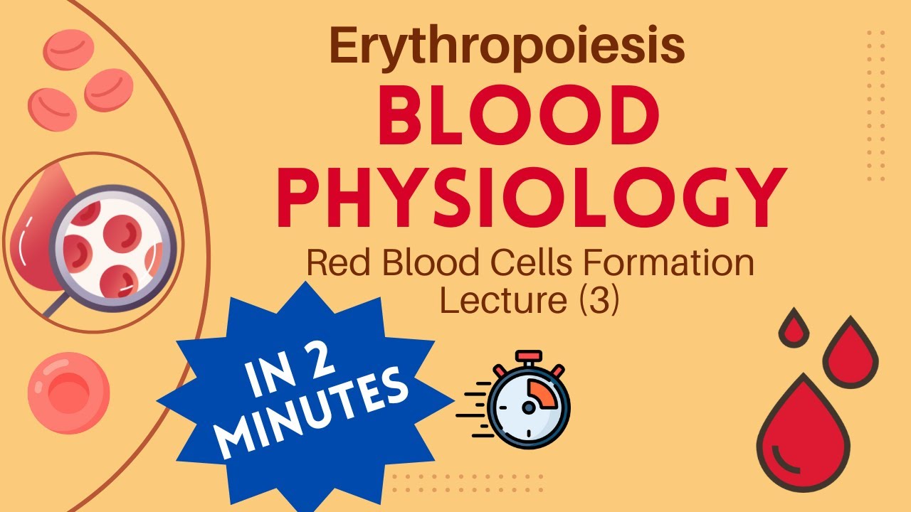 Blood Physiology Lecture 3 | Red Blood Cells Formation ''Erythropoiesis ...