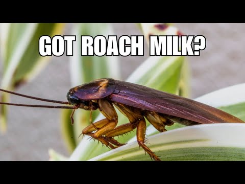 Roach Milk is REAL?! | The Wild World of Creature Milk | Radiolab x ...