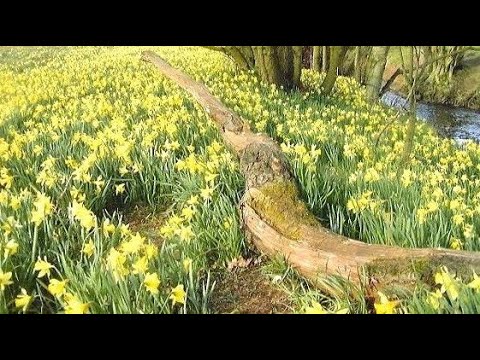 Farndale Daffodil Walk in the North York Moors - YouTube