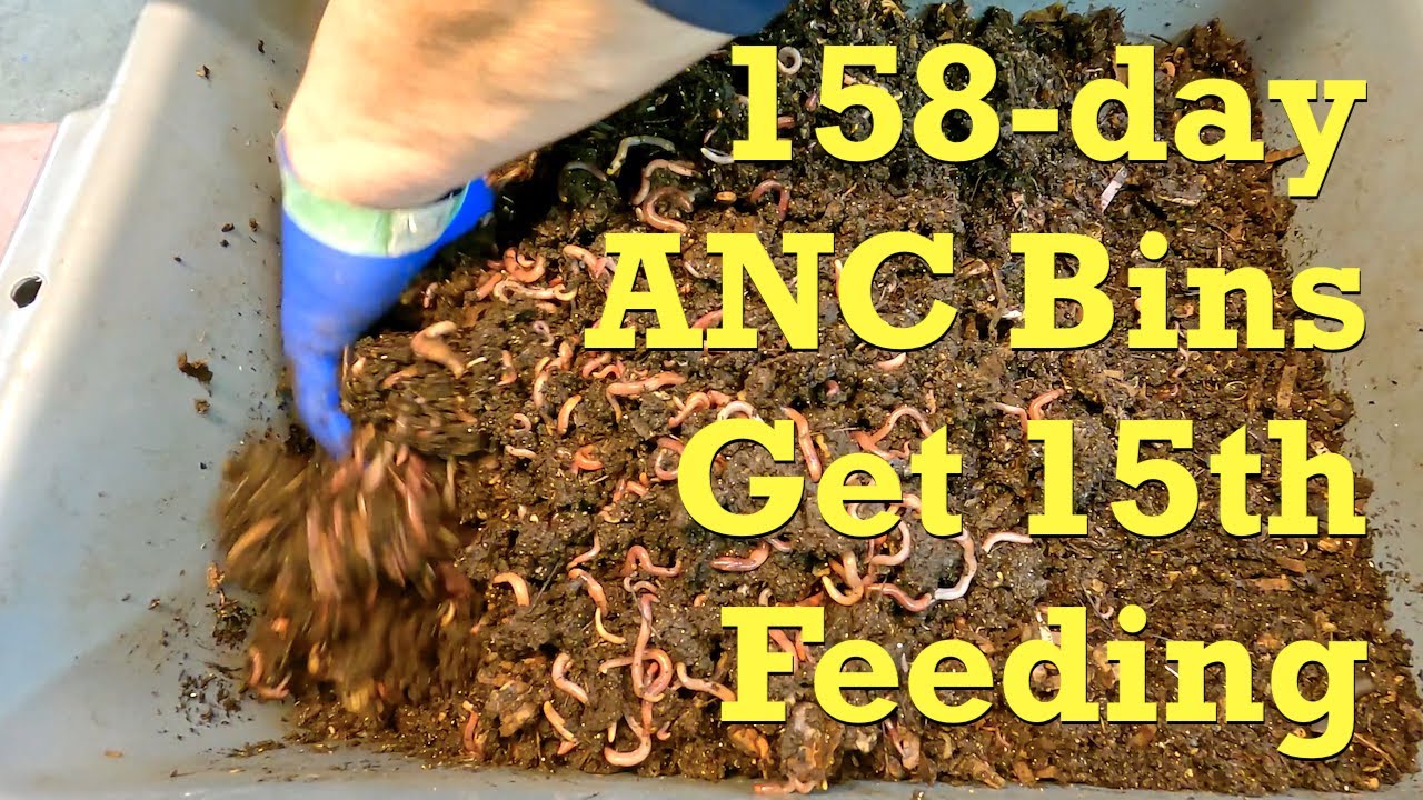 Continued potato growth in 158-day African nightcrawler worm bins ...