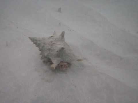 Hermit crab in conch shell walks across sandy sea floor - YouTube