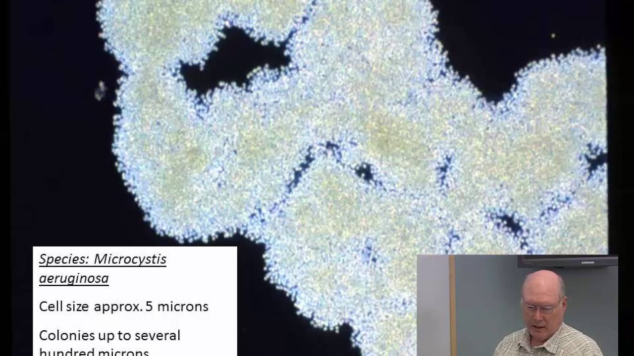 Lecture 6 Identification of CyanoHABs-discussion of taxonomy keys ...
