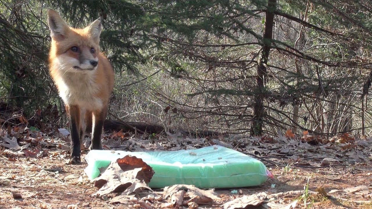 It's Fox Time! - YouTube