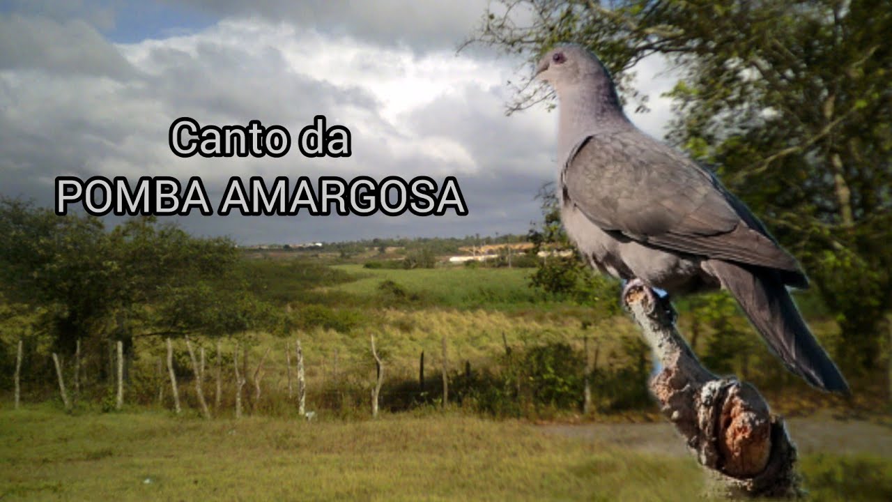 POMBA AMARGOSA, caçaroba, guaçuroba, picaçuroba, picaçu, pomba ...