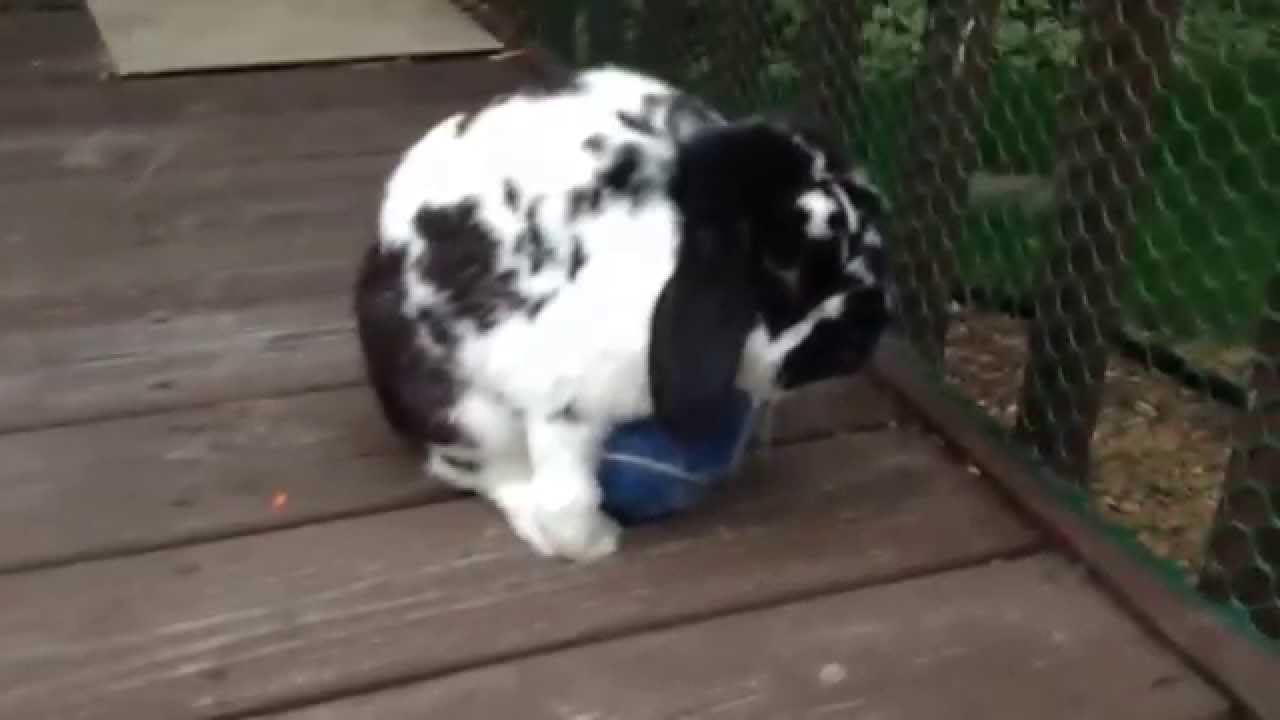 Fastest Rabbit in World - YouTube