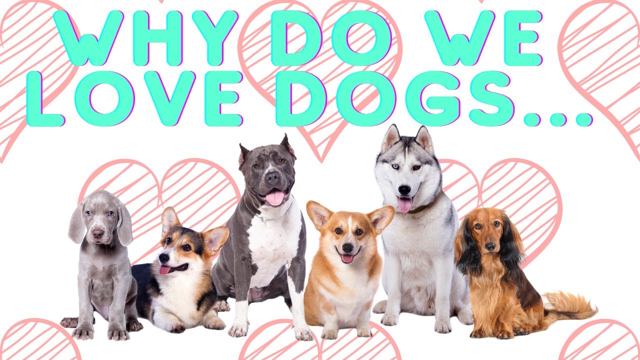 Exploring the Psychological Reasons Behind Human-Dog Bond: Why Humans ...