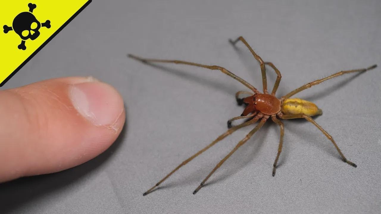 The Deadliest Spider in Poland! - YouTube