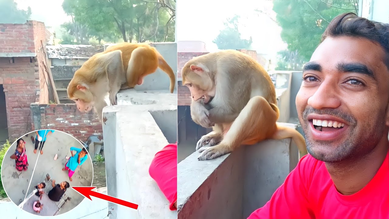 राज़ाबाबू ने आज़ तो बच्चों को खूब डराया | Raja Babu Monkey Top Funny Video | Feeding Monkeys ...