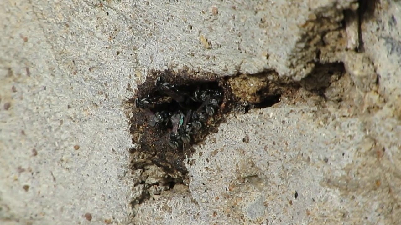 MVI 8081 Dammer Bees swarming in a hole in the wall, Jaipurdoddi,200620 ...