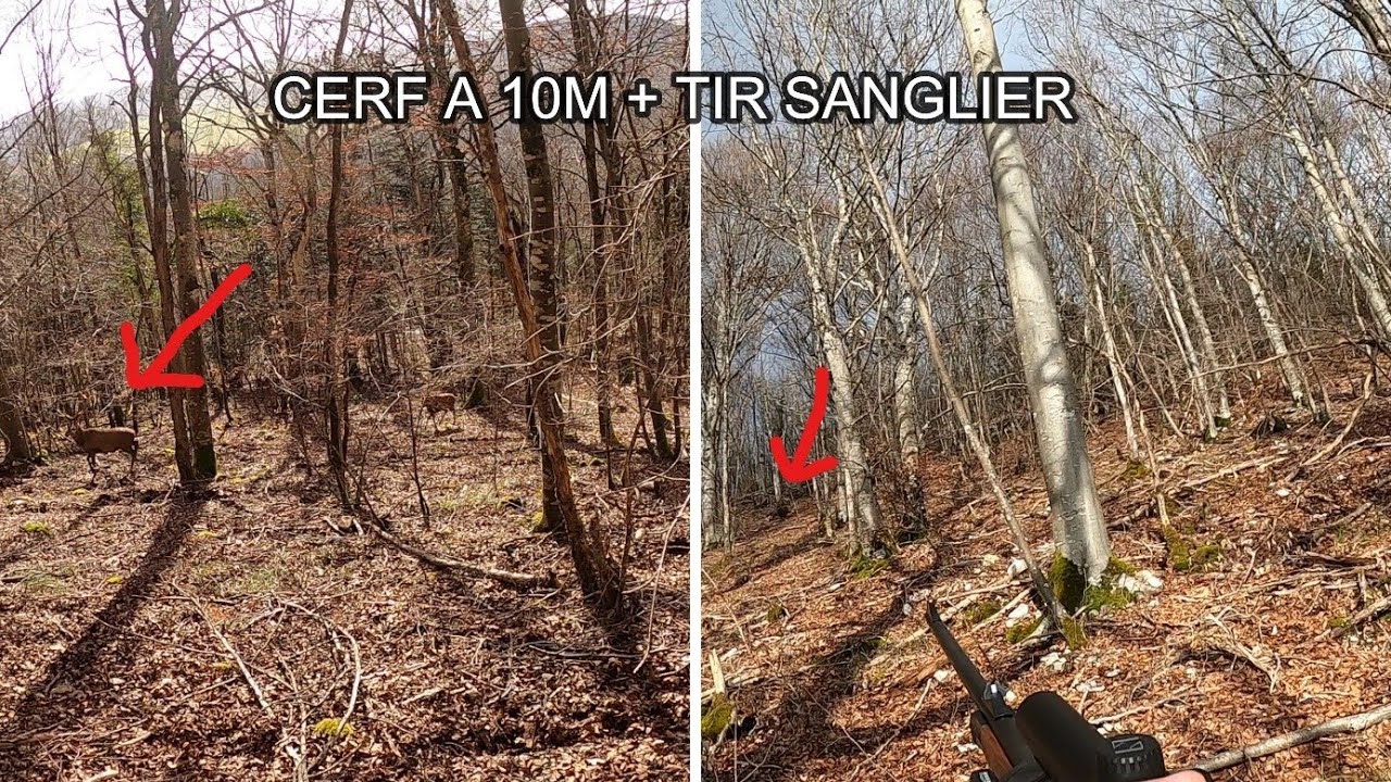 Belles scènes de chasse en battue avec beaucoup d'action !! Sangliers ...