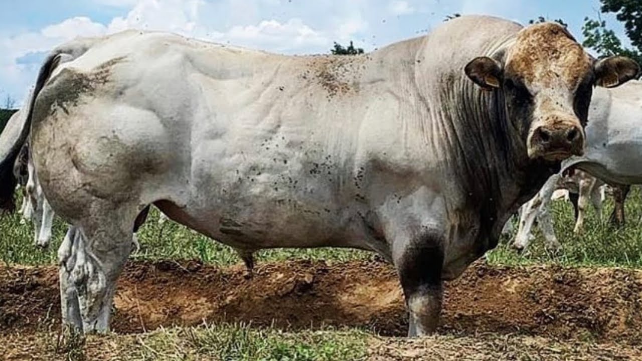 Biggest Bull Breed in The World || Biggest Cattle Breeds In The World ...