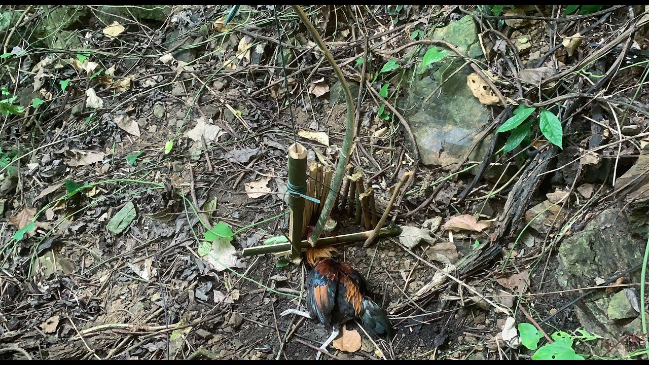 Survival Skill Making Bamboo Traps To Catch Wild Animals - YouTube