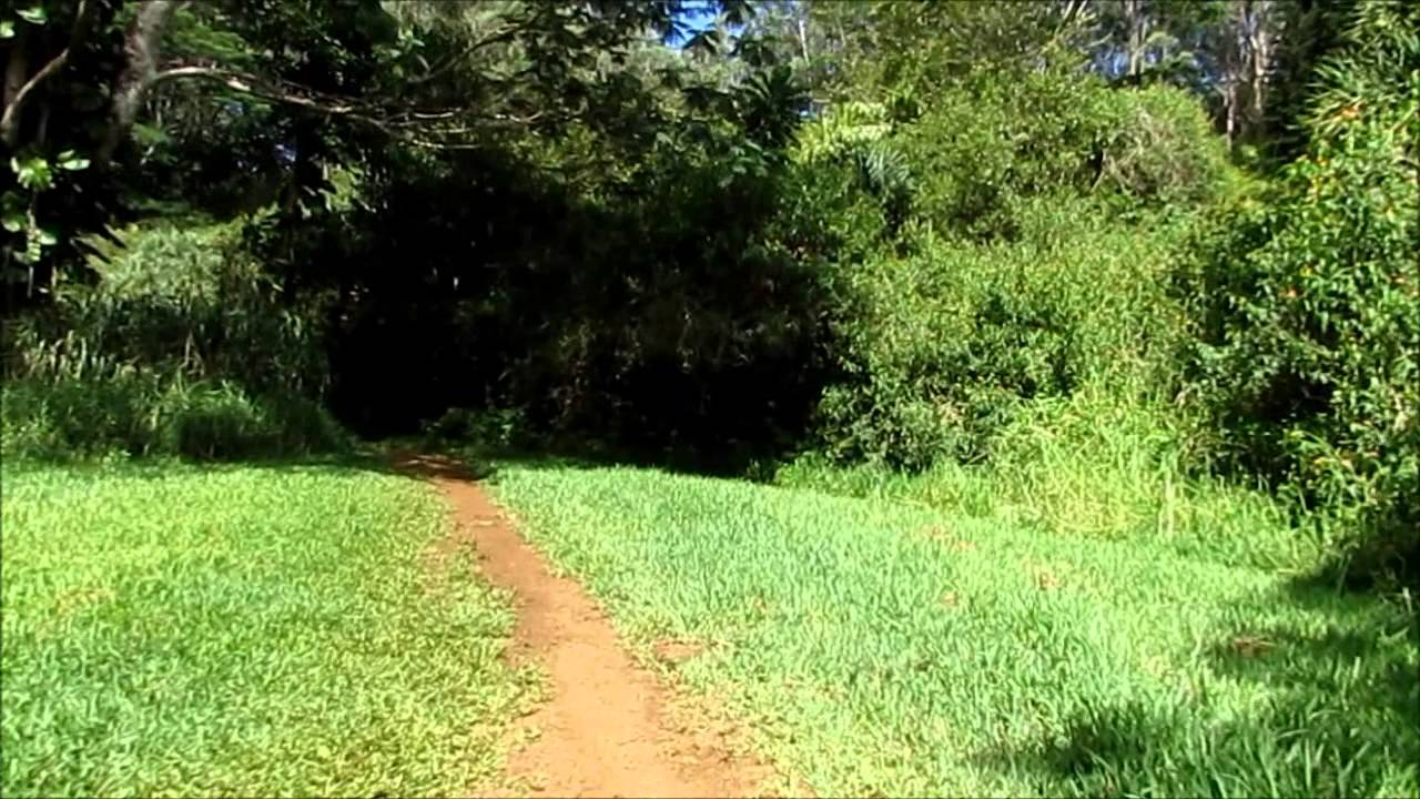 Opaekaa Falls and Moalepe Trail in Kauai Island, Hawaii - YouTube