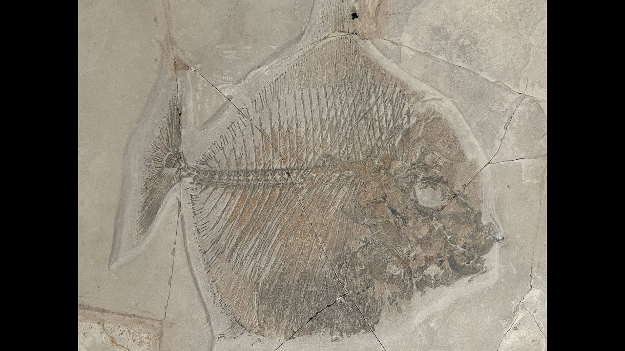 Nursallia Fósil Restauracion / Nursallia Fossil Restoration - YouTube