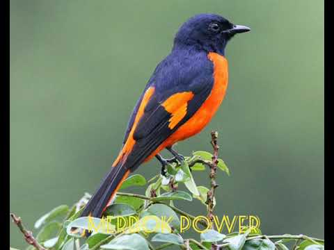 Burung api - YouTube