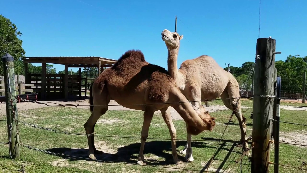 Vicious Camel Fight - YouTube