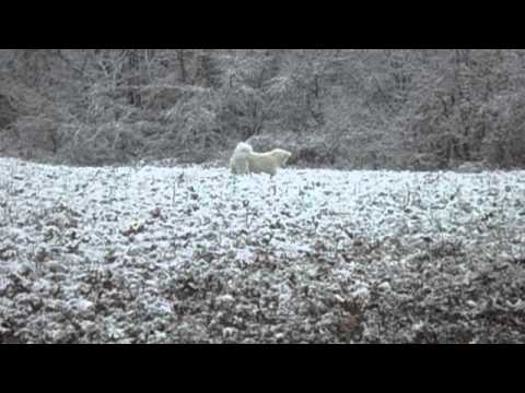 Ellie The Samoyed (Chasing Moles In Field) - YouTube