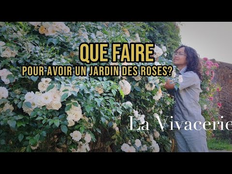 Multiplier les rosiers, bouture, greffe, entretien, jardin de roses # ...