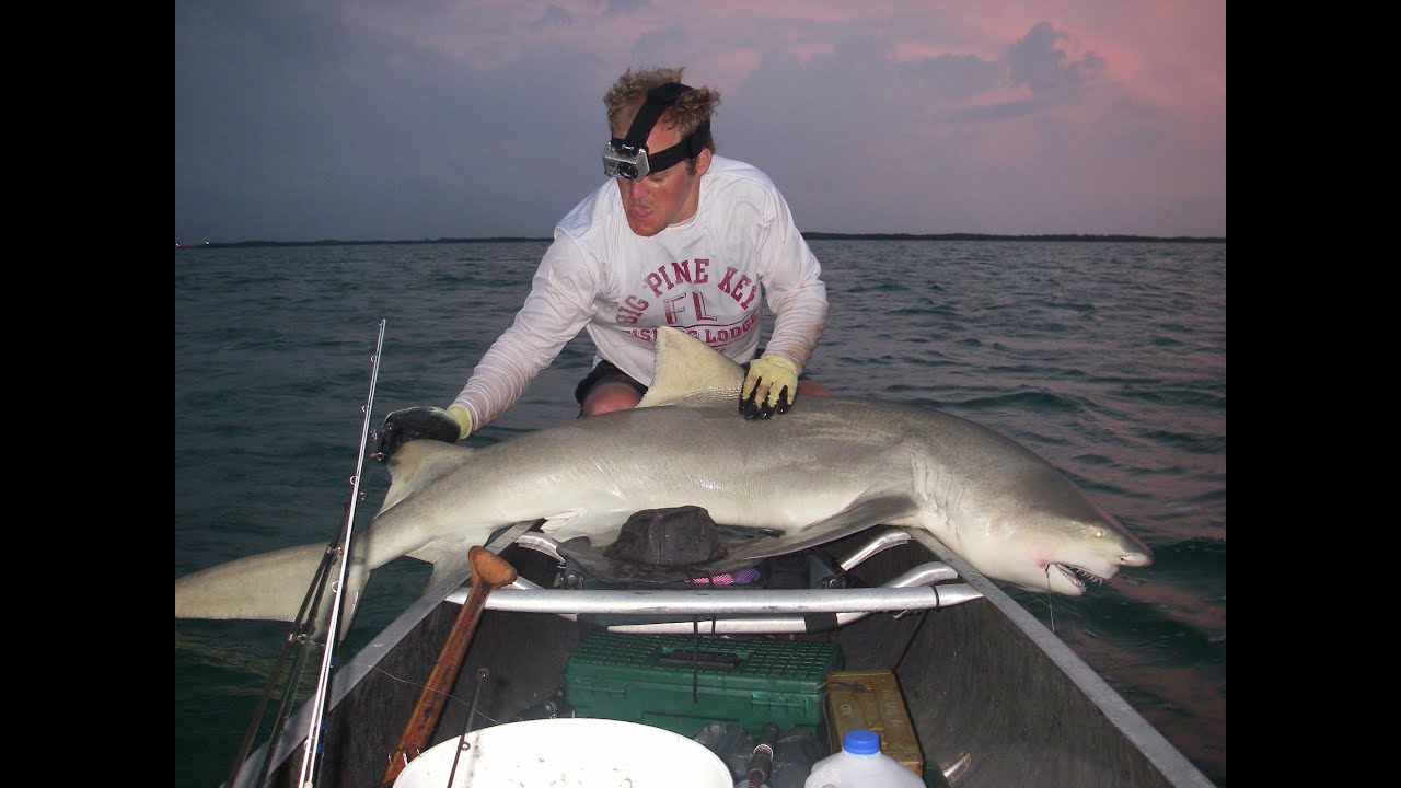 EPIC - canoe shark and tarpon - YouTube