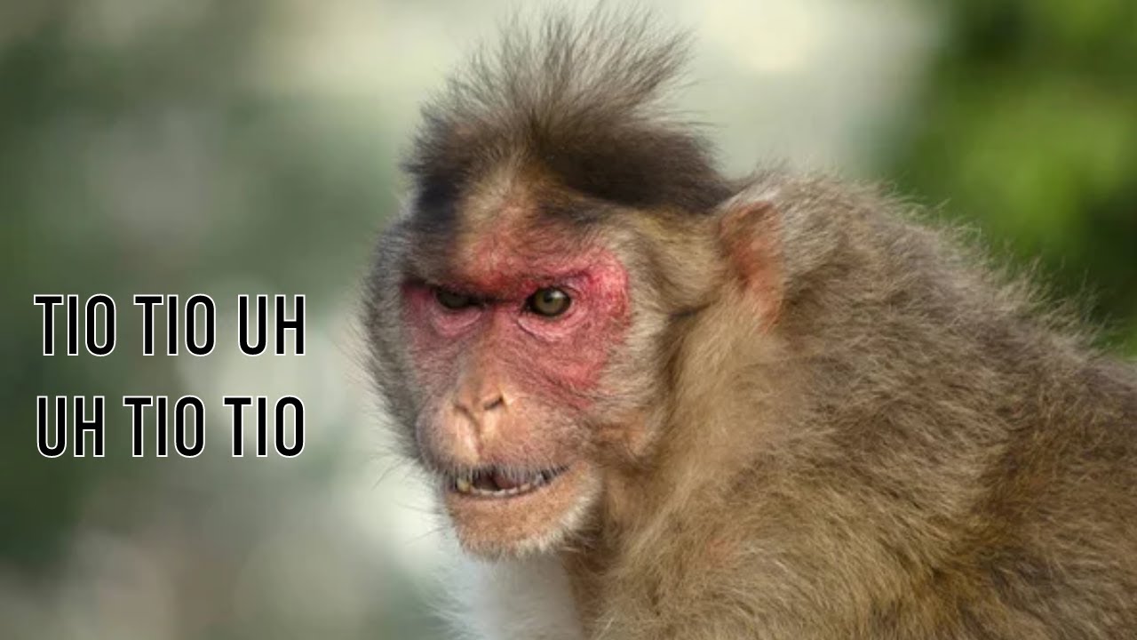 Mono violento ataca a un viwer - YouTube