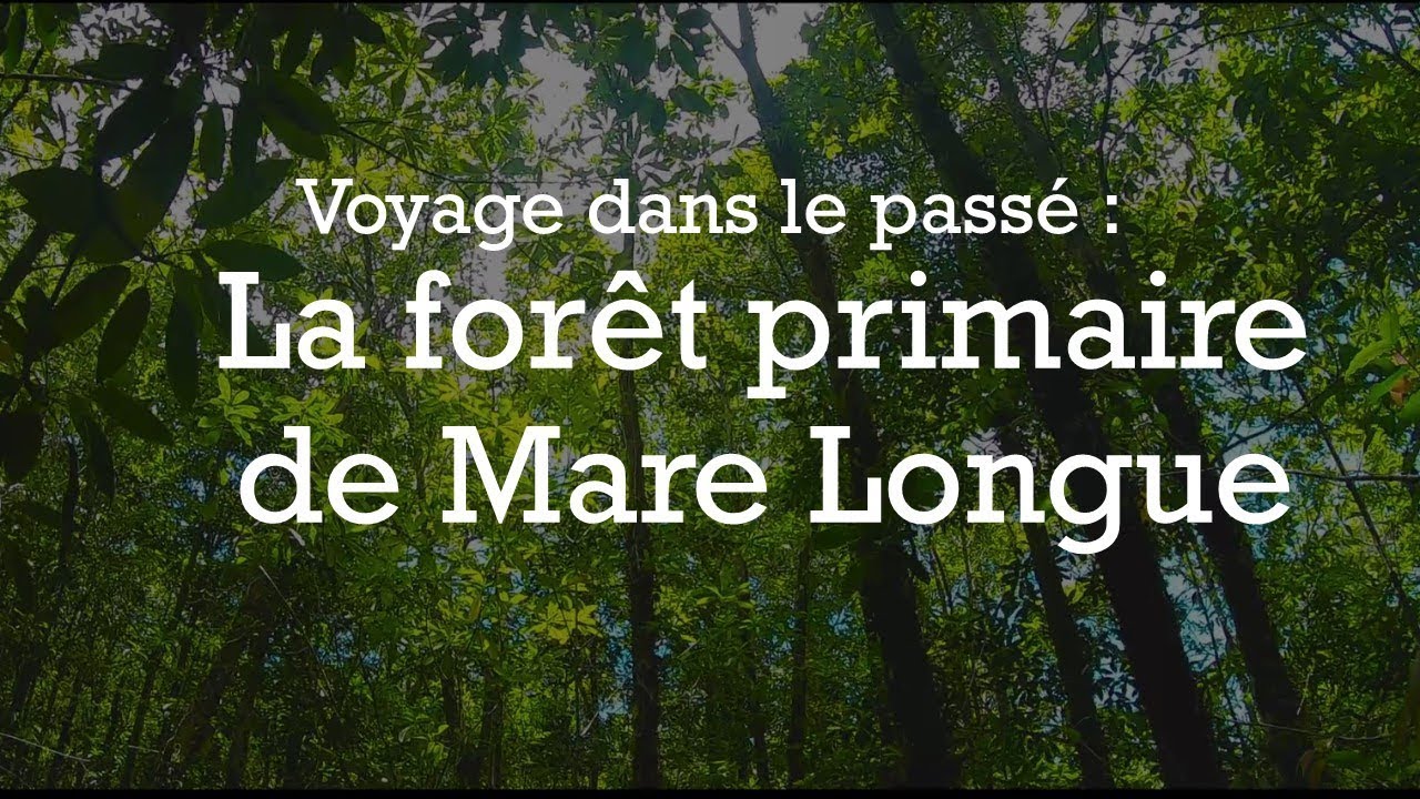 Voyage dans le passé : la forêt primaire de Mare Longue - YouTube