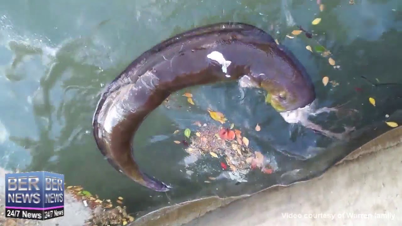 Dead Moray Eel Floating At Dock In St George, September 5 2017 - YouTube