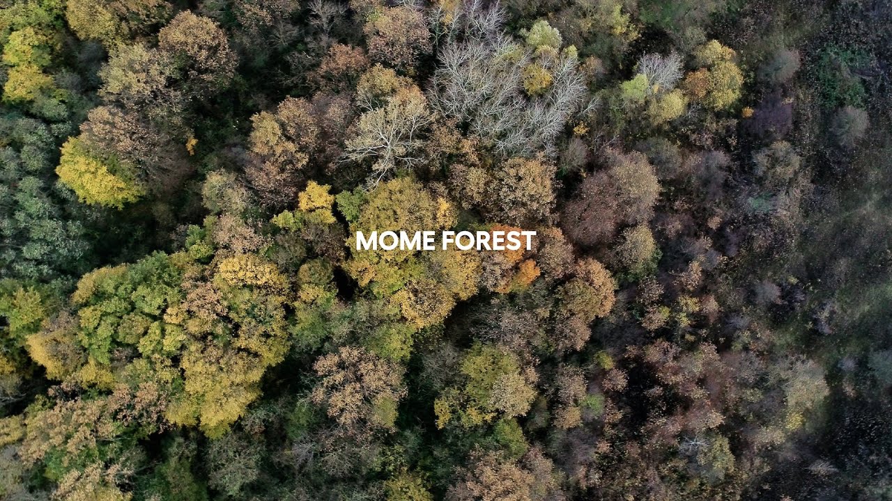 MOME FOREST - Our university planted trees near Garabonc on 5 hectares ...