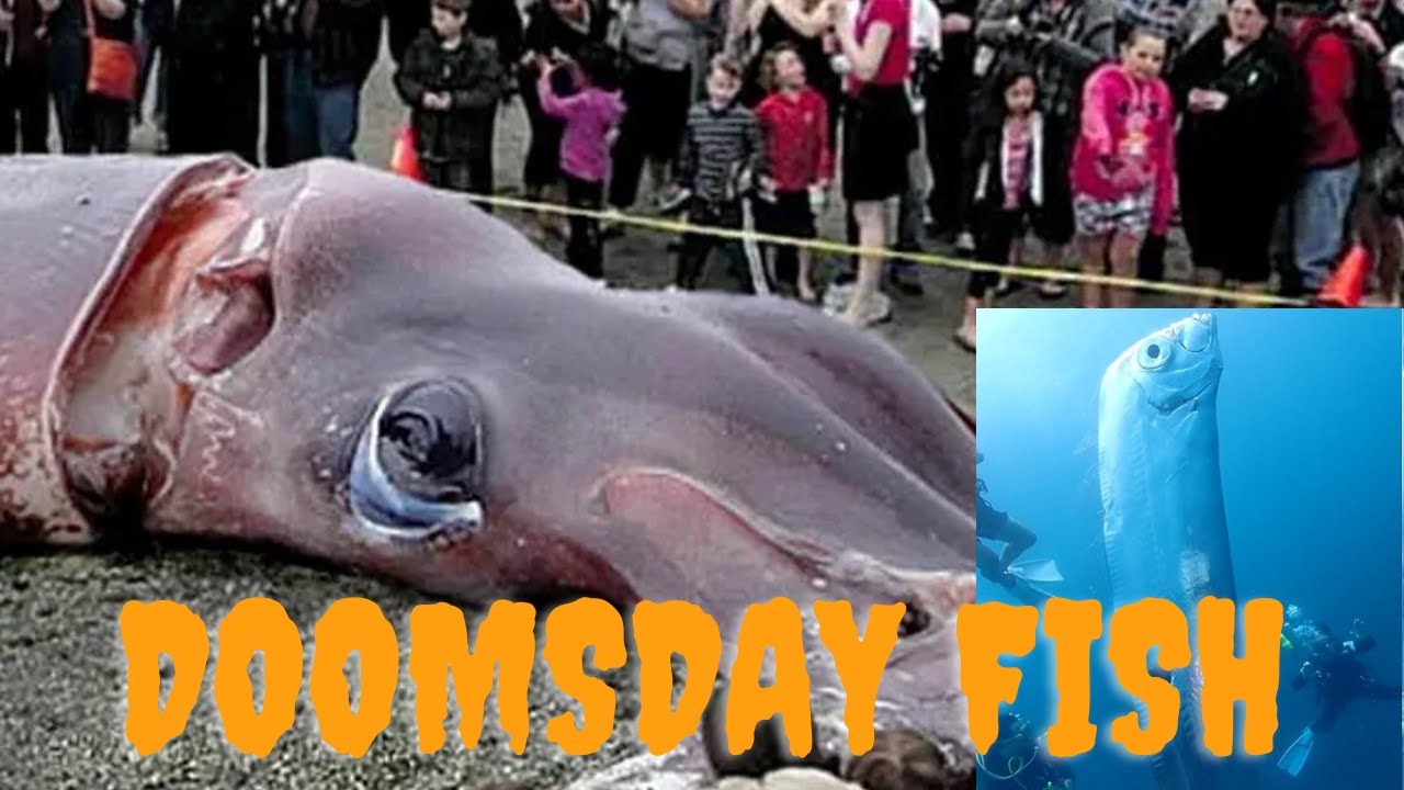 Want to Survive the Next BIG One? Learn the Doomsday Fish Secret Now ...