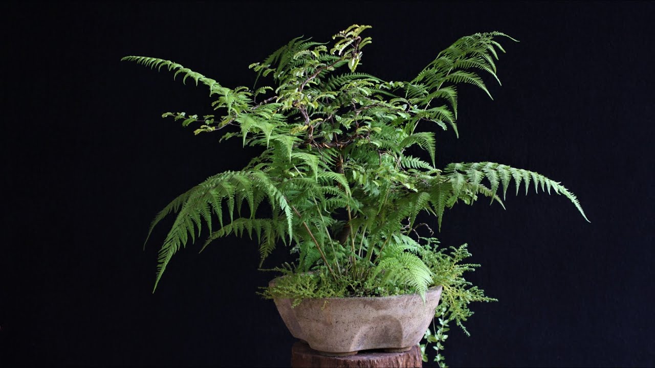 Bonsai de Tamarindo - DiCaprio (Tamarindus indica) vídeo 2 - YouTube