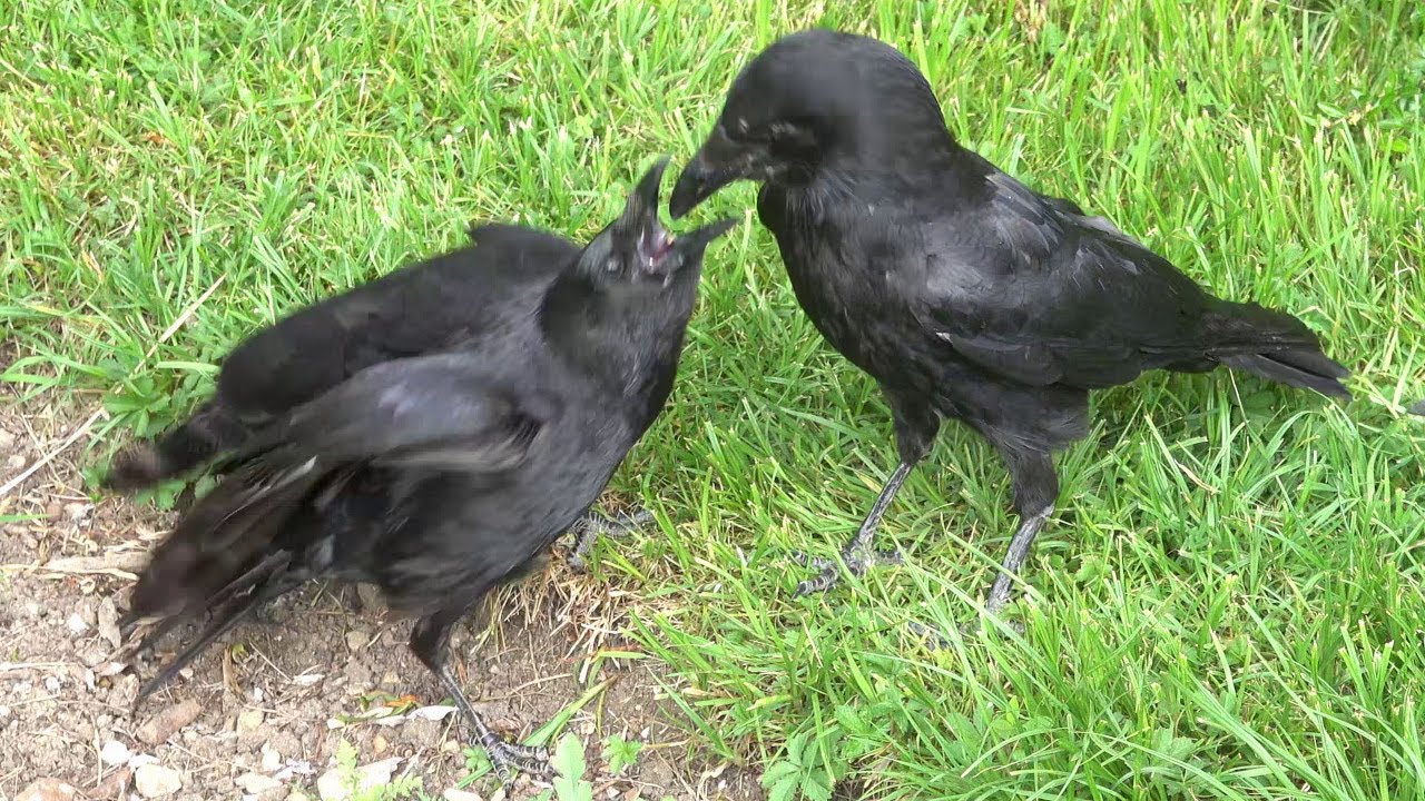 Crow Dwayne feeding his mate Minerva - YouTube