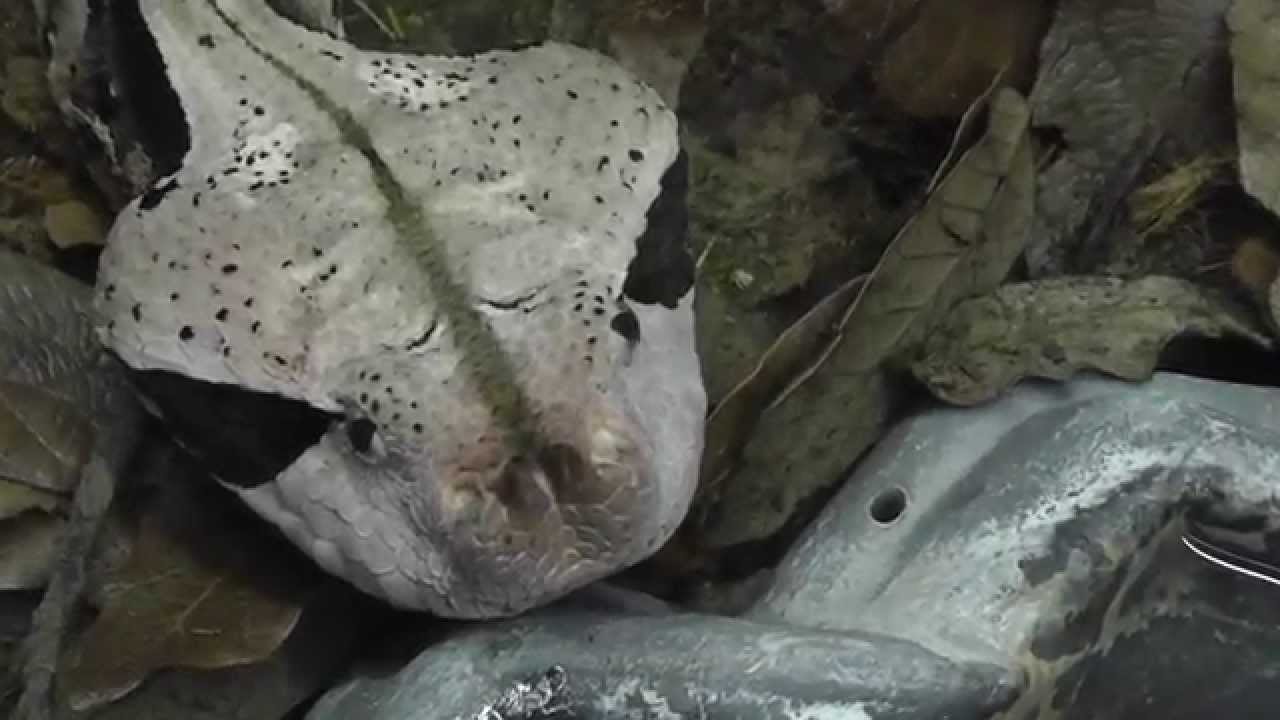 Víbora de Gabón (Bitis gabonica) - Zoológico de San Juan de Aragón ...